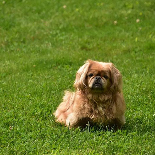 Real Grass vs Artificial Grass for Dogs: Which One’s Best for Your Fur ...